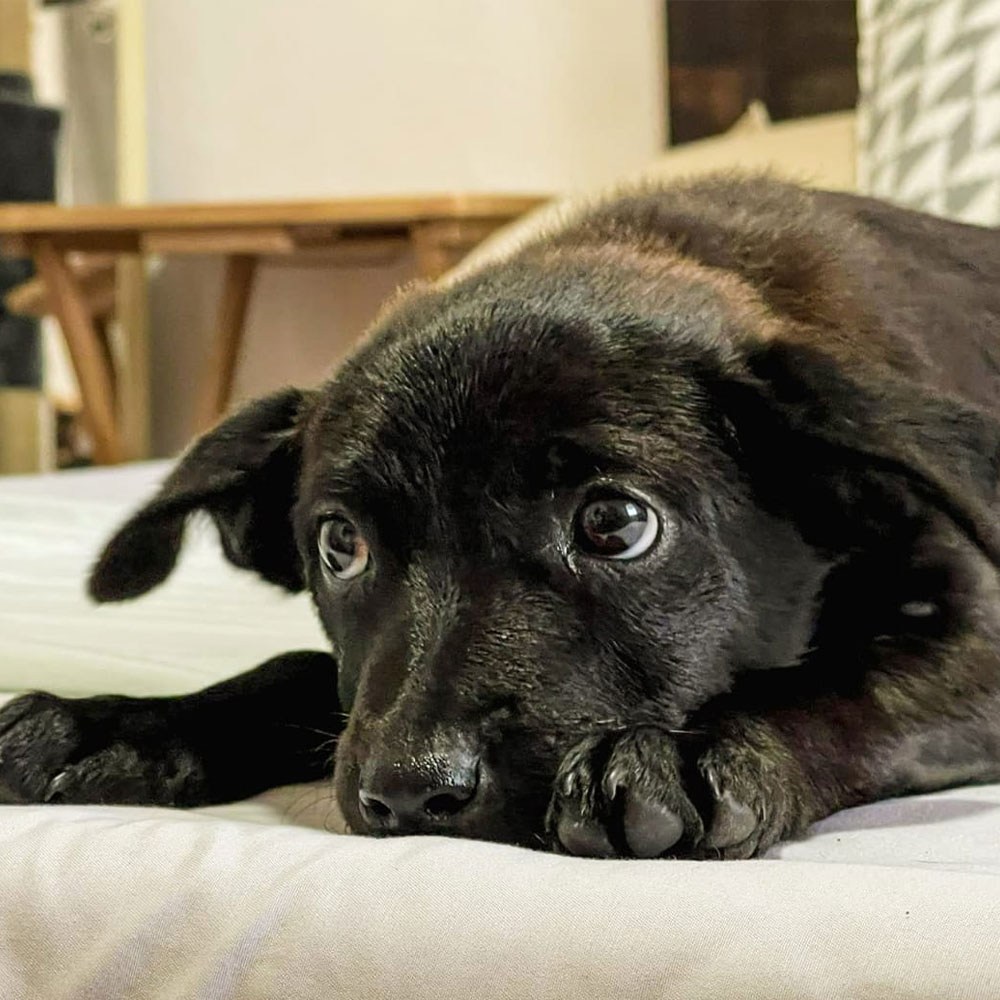 Pluto - Last Hope for Paws